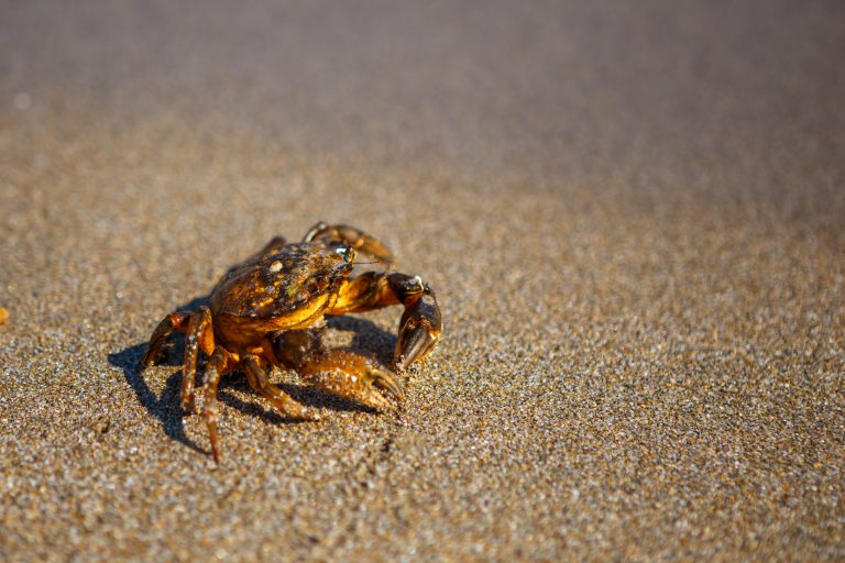 Researchers Produce Plastic from Crab Shells | BLOG Certified